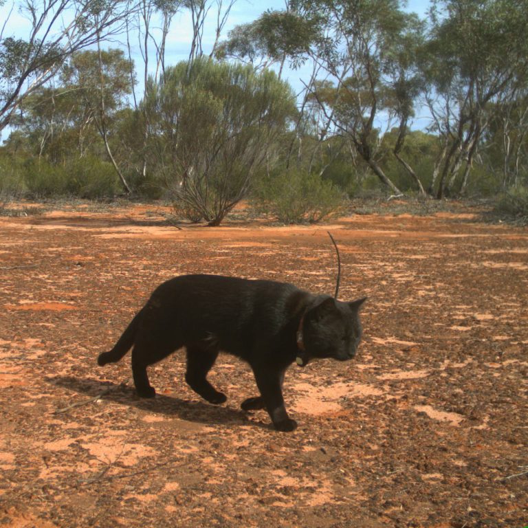 Home - Telemetry Solutions - Specializing in Micro GPS for Wildlife ...