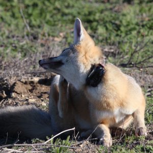 Home - Telemetry Solutions - Specializing in Micro GPS for Wildlife ...