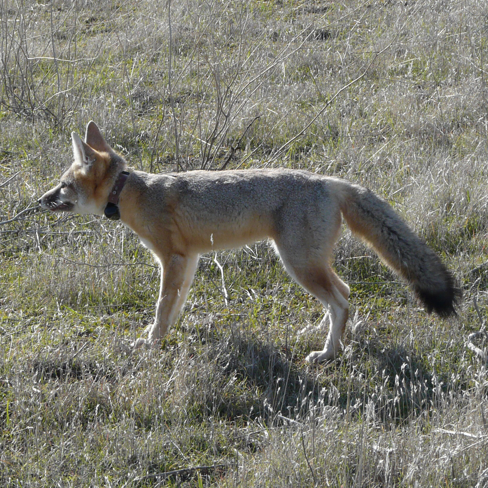 Home - Telemetry Solutions - Specializing in Micro GPS for Wildlife ...