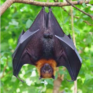 Home - Telemetry Solutions - Specializing in Micro GPS for Wildlife ...