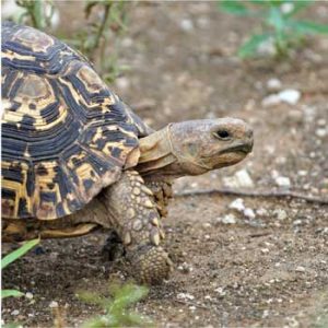 Home - Telemetry Solutions - Specializing in Micro GPS for Wildlife Tracking